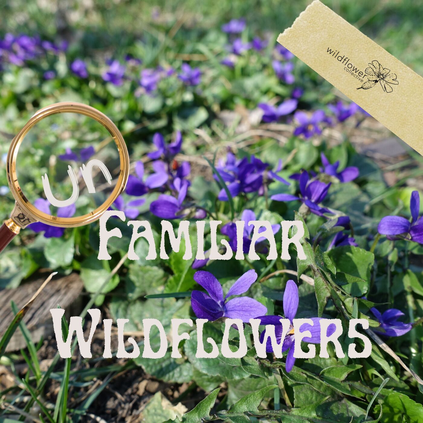 Ep 4 - Ultra Violet - Wildflower Collective